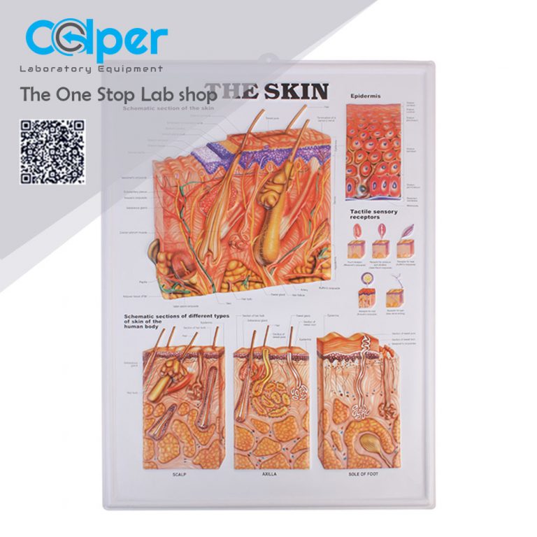 3D Human Anatomy Chart – Embossed Classroom Poster | Colper