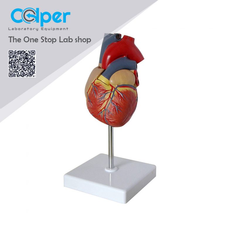 Human Heart Model with Stand for Anatomy Study & Teaching