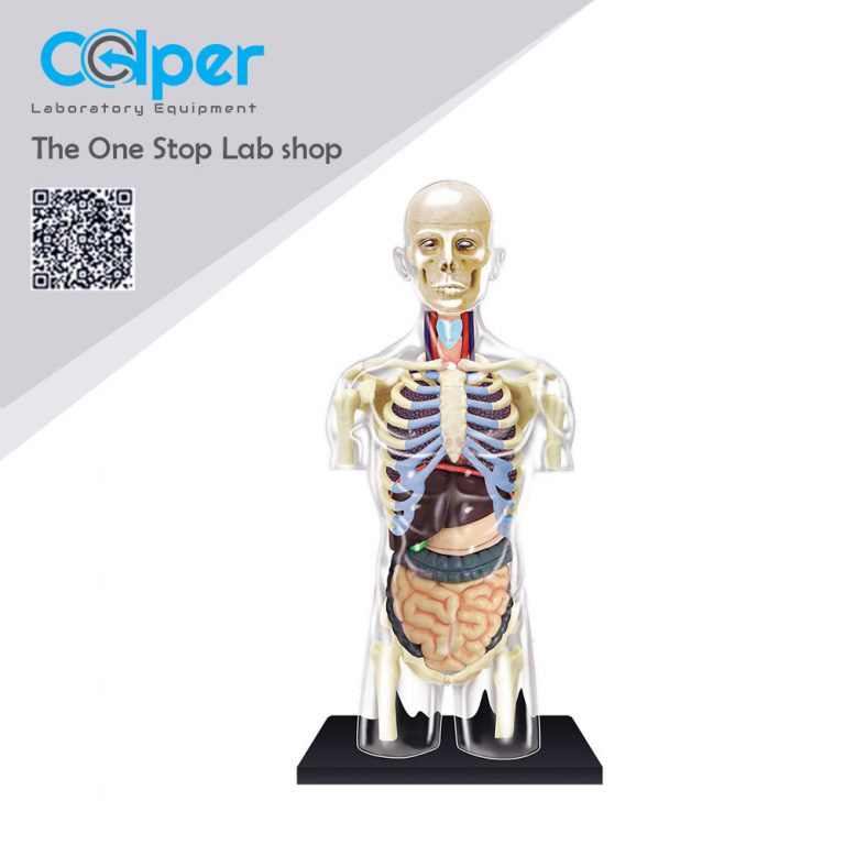 4D Master Transparent Human Anatomy Mini Torso Model Kit - Colper ...