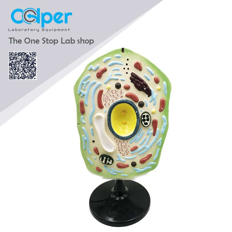 Plant Cell Model – 3D Labeled Classroom Teaching Aid