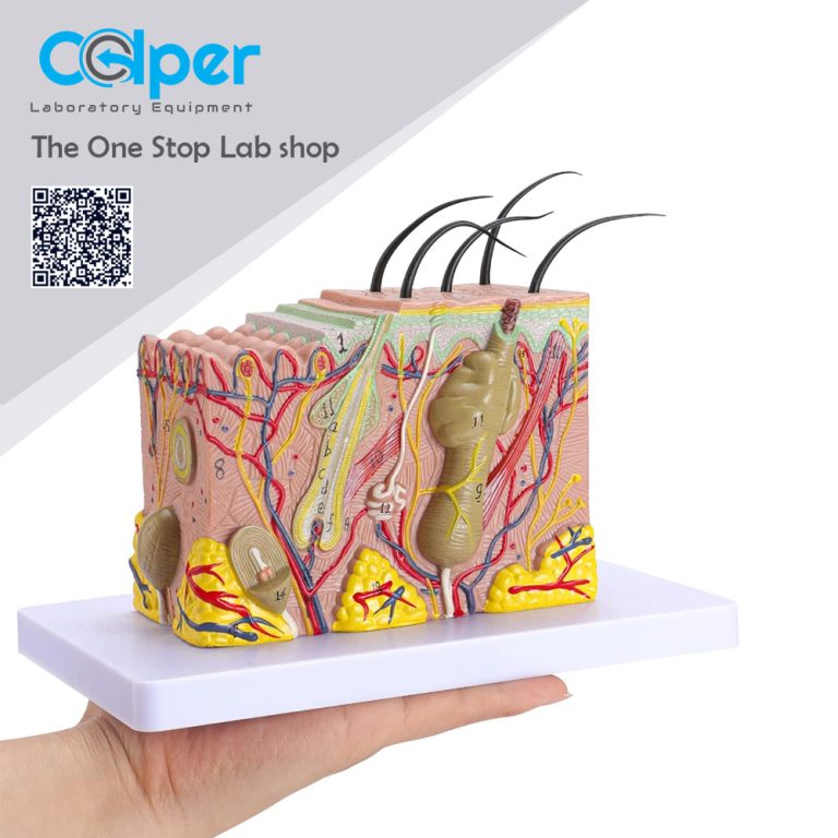 Human Skin Model – 70× Enlarged with Glands & Hairs | Colper